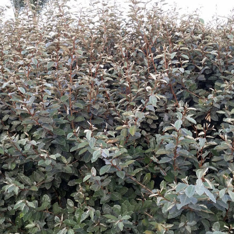 Elaeagnus Silverthorn VerdeGo