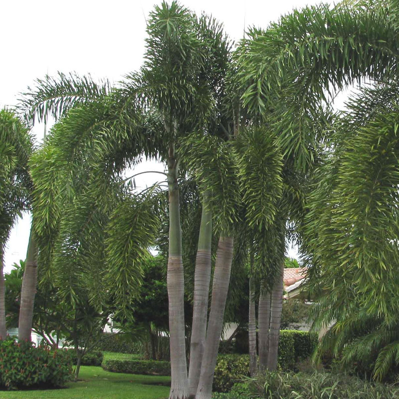 Foxtail Palm VerdeGo Foxtail Palm VerdeGo