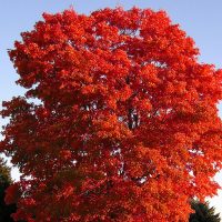 Florida Red Maple - VerdeGo