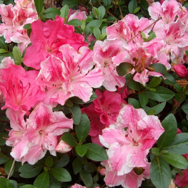Azalea - Conversation Piece - VerdeGo