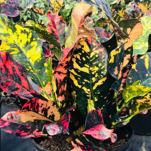 Croton Magnificent - VerdeGo