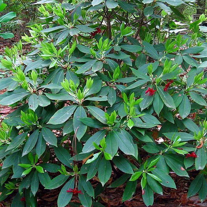 Anise VerdeGo Anise VerdeGo